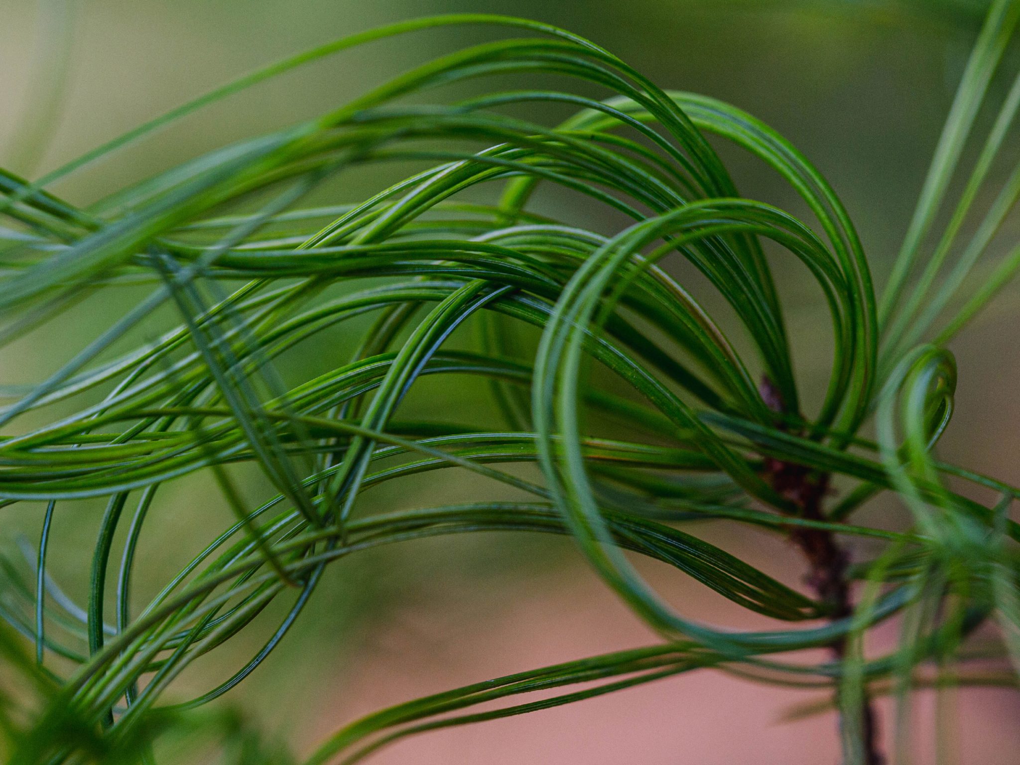 Ornamental Conifers » New York Botanical Garden