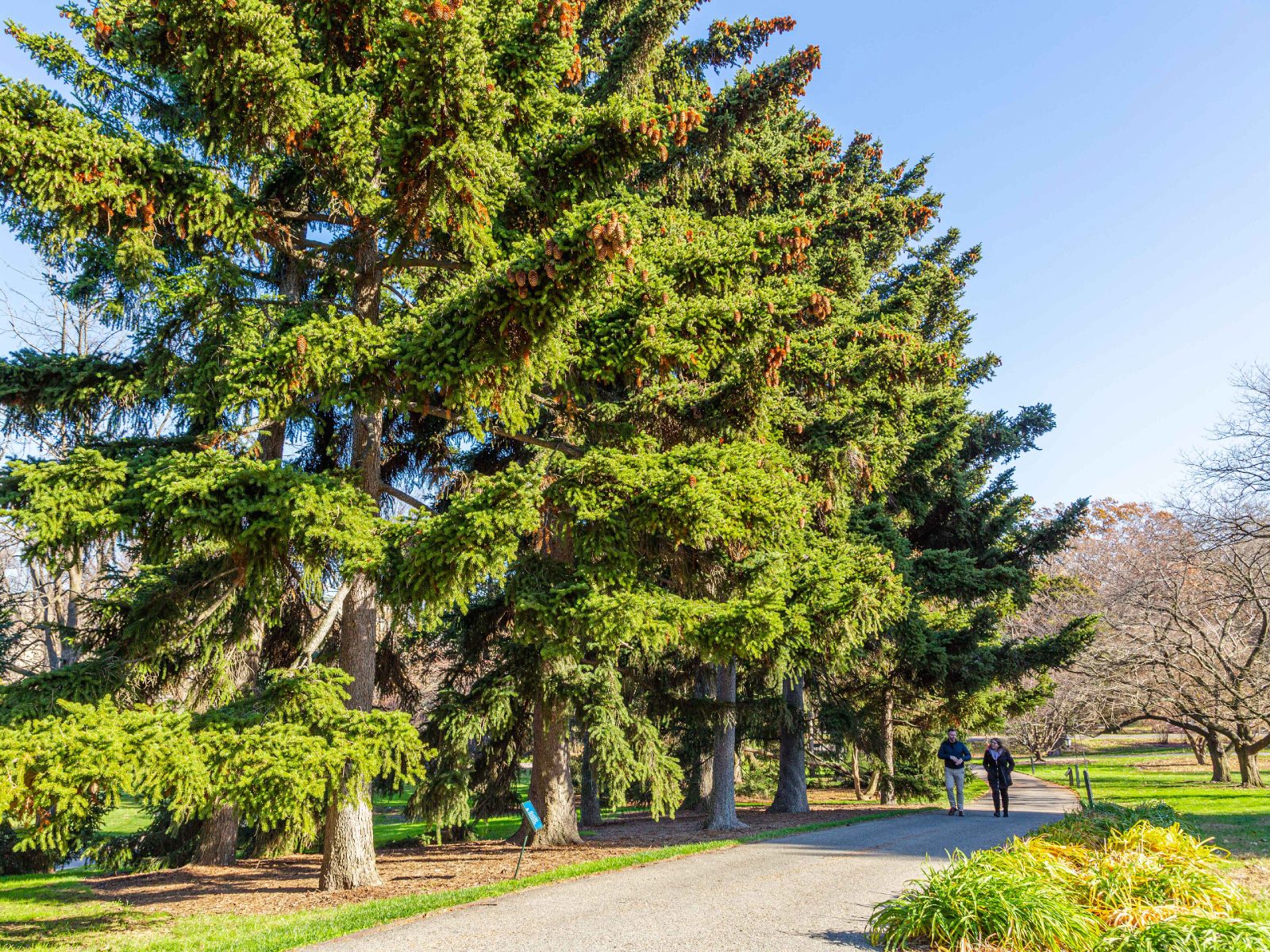 Conifer Arboretum » New York Botanical Garden