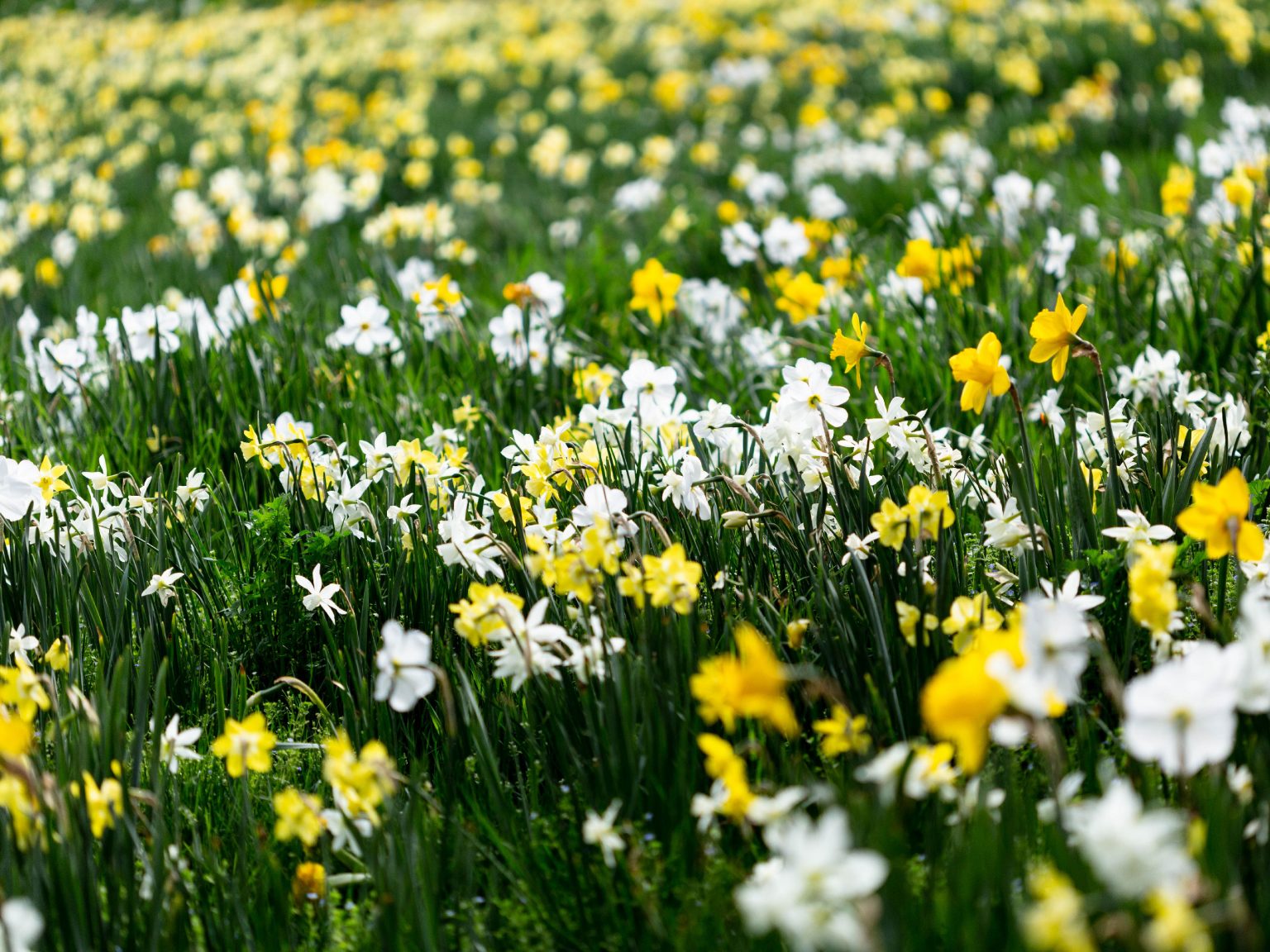 Daffodils | New York Botanical Garden
