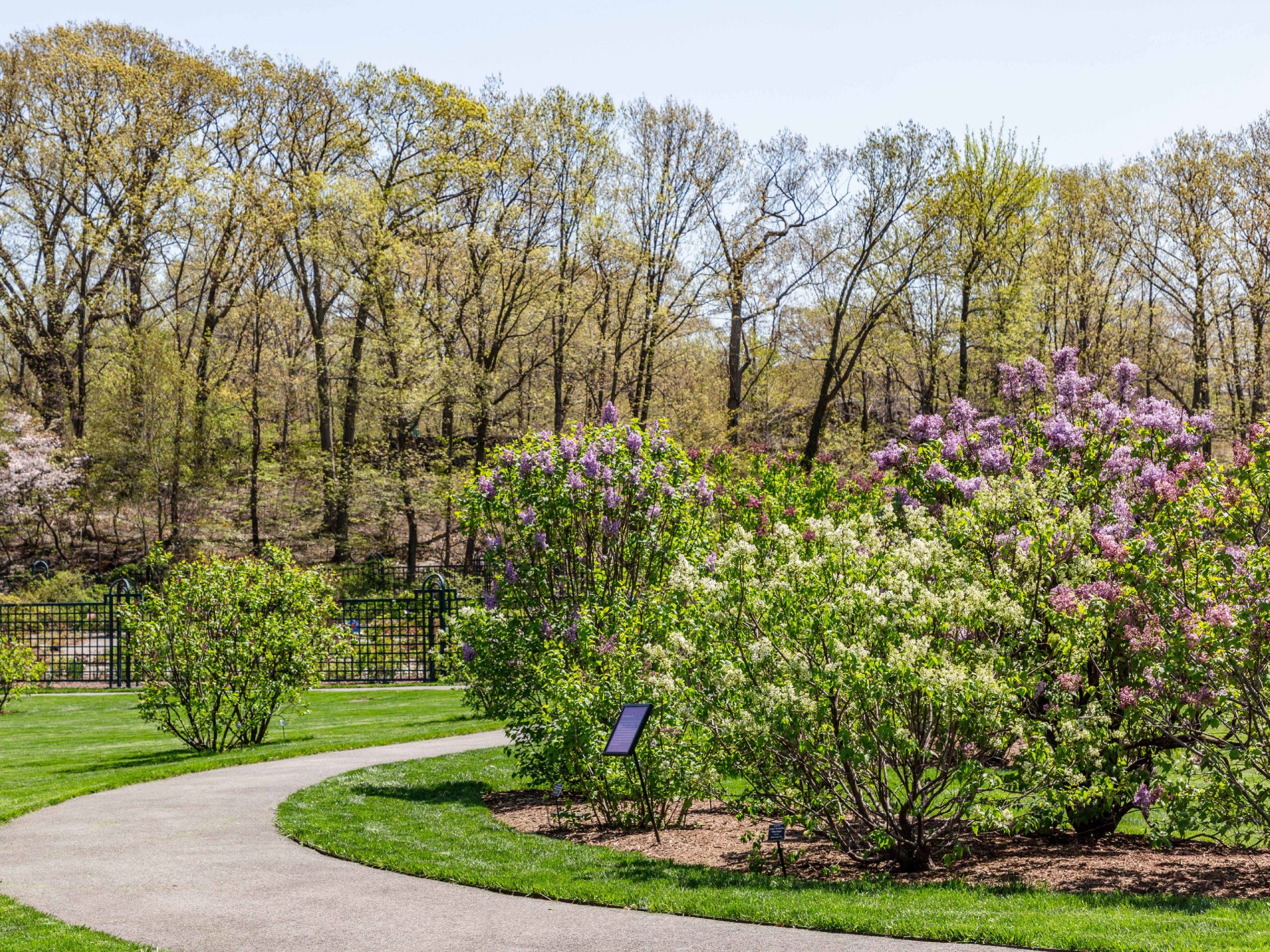 Lilac Collection | New York Botanical Garden