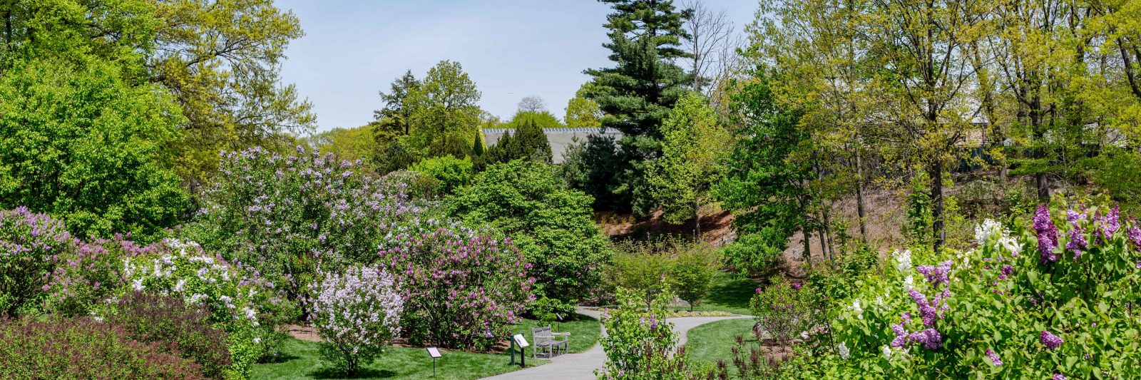 Lilac Collection | New York Botanical Garden