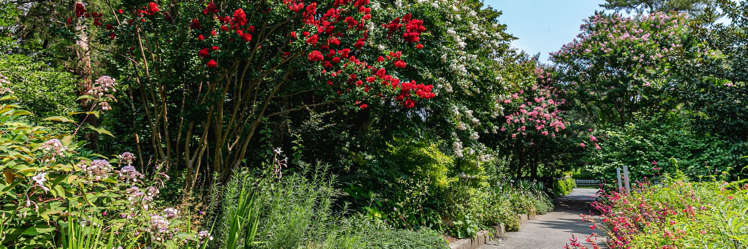 Ladies' Border | New York Botanical Garden