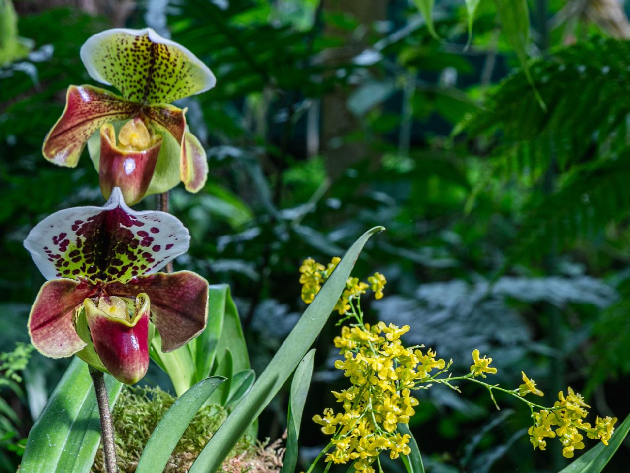 Orchid Collection » New York Botanical Garden