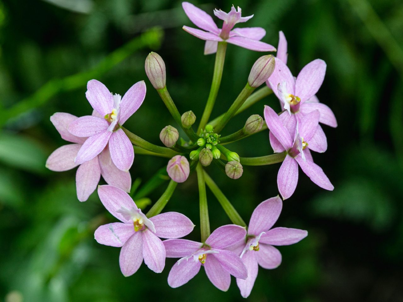 Orchid Collection | New York Botanical Garden