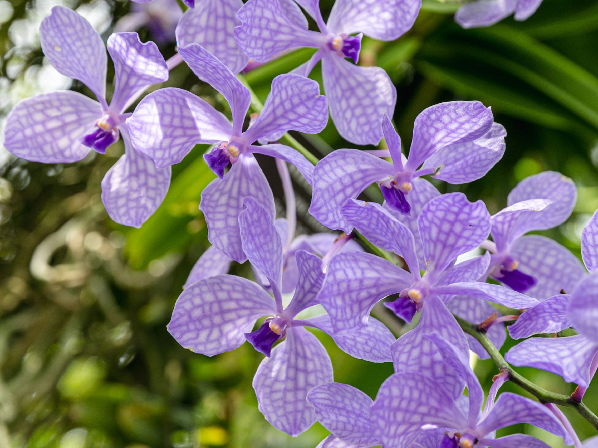 Orchid Collection | New York Botanical Garden