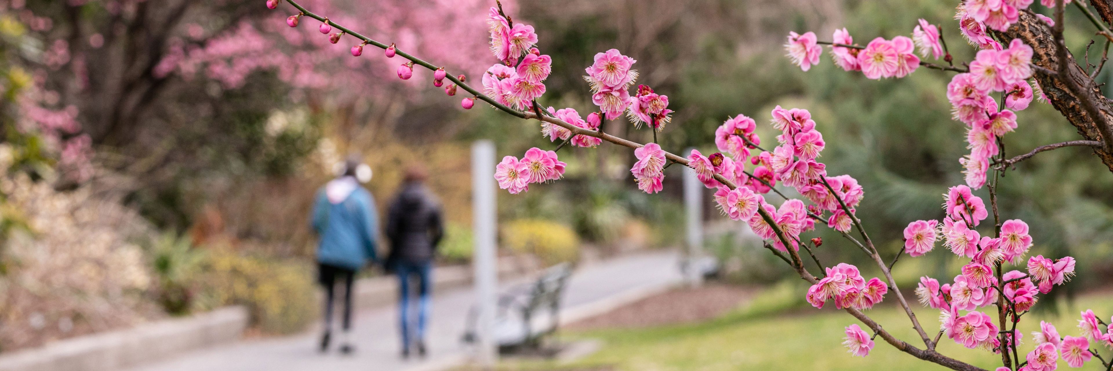 Ladies' Border | New York Botanical Garden