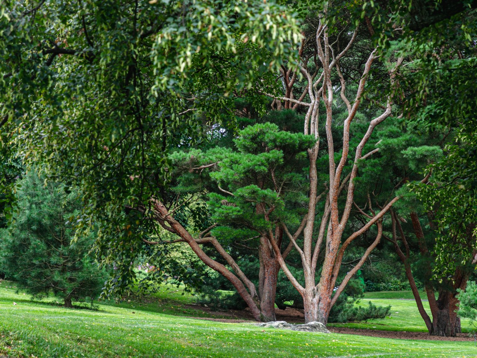 Arboretum Collections » New York Botanical Garden