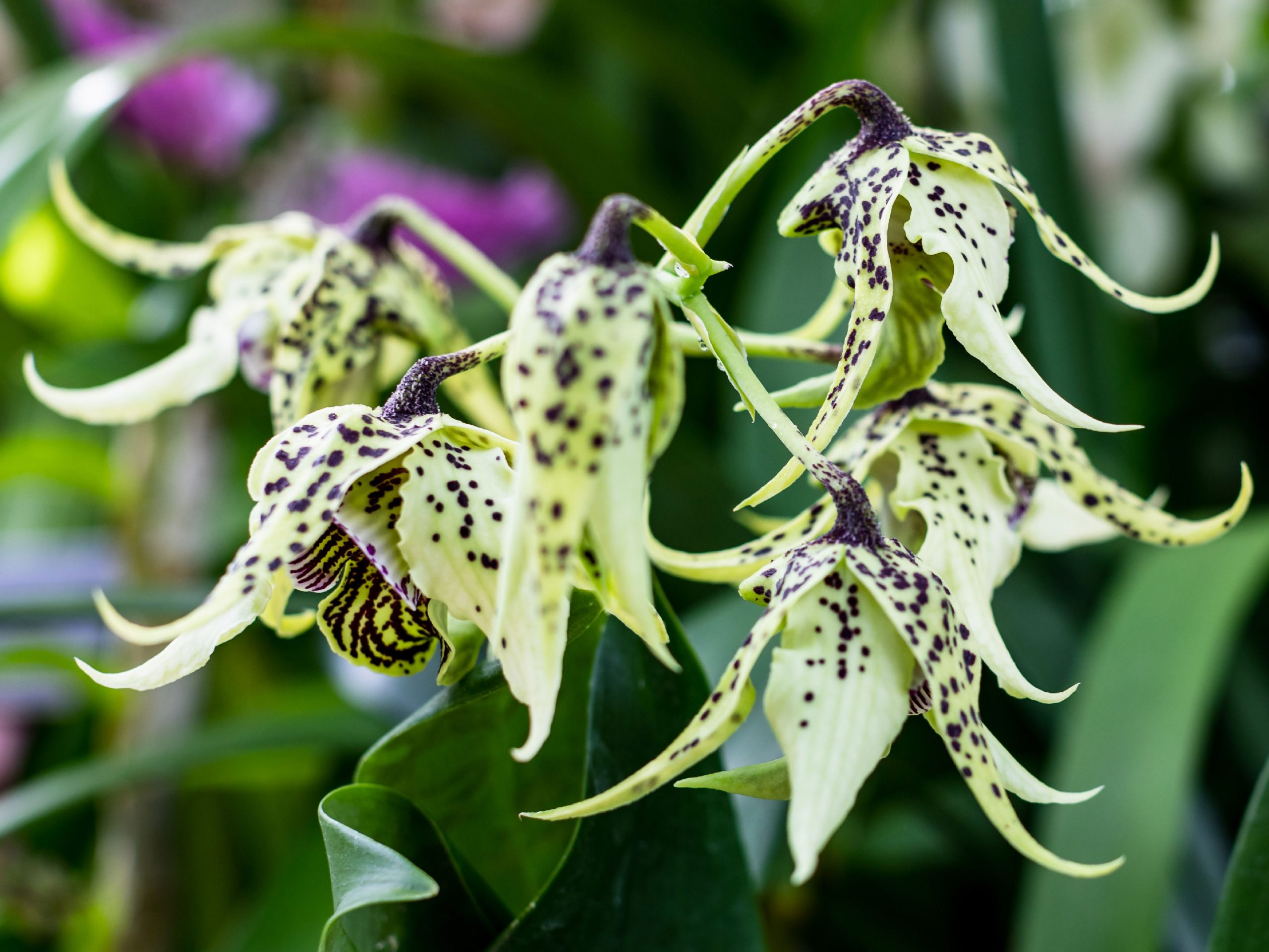 Orchid Collection | New York Botanical Garden
