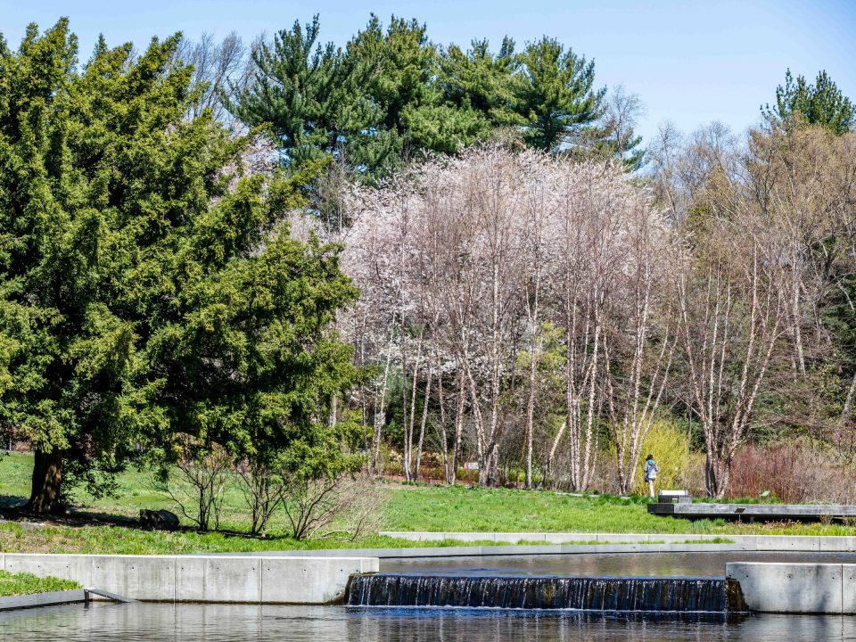 Native Plant Garden » New York Botanical Garden