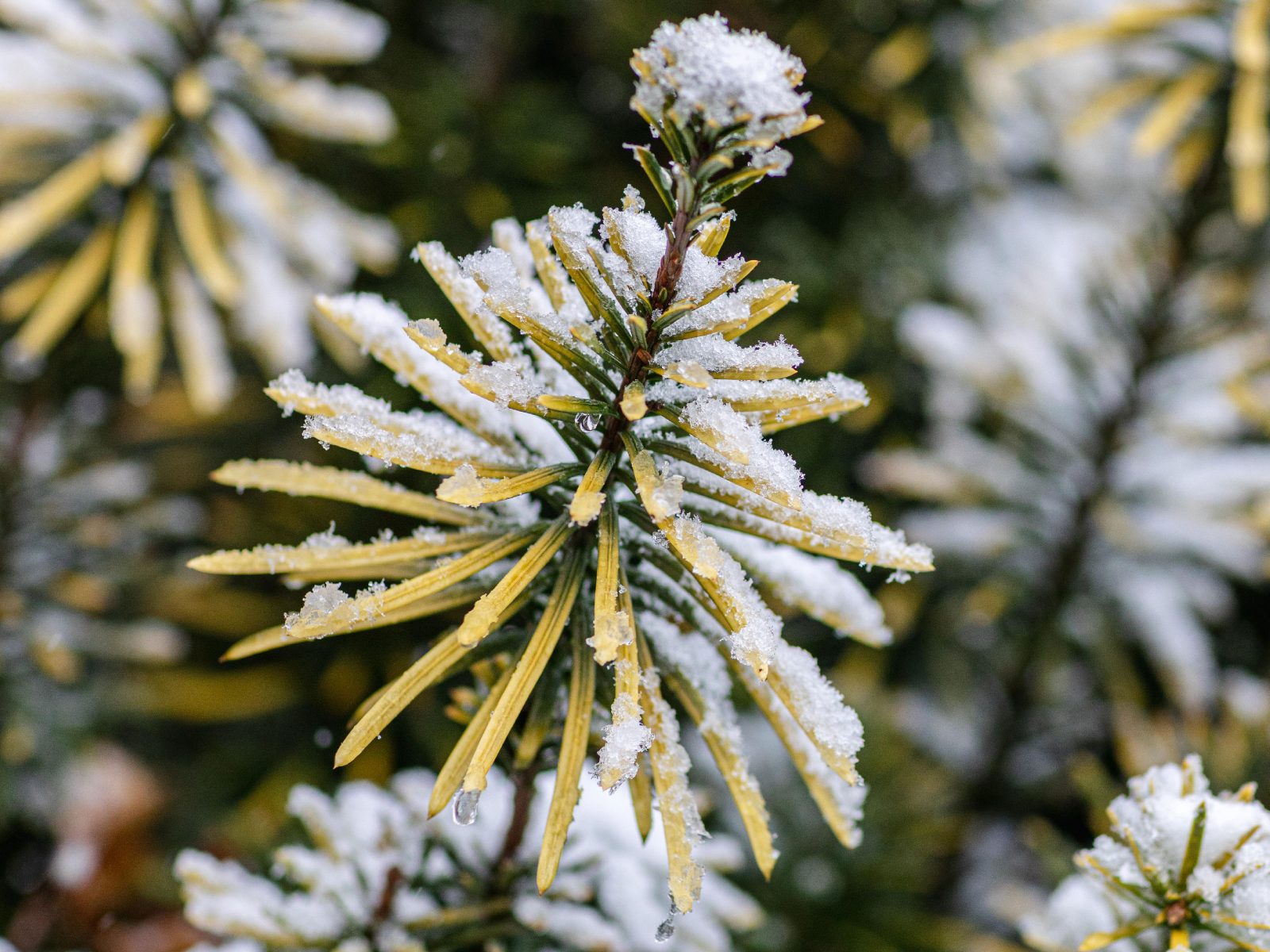 Ornamental Conifers » New York Botanical Garden
