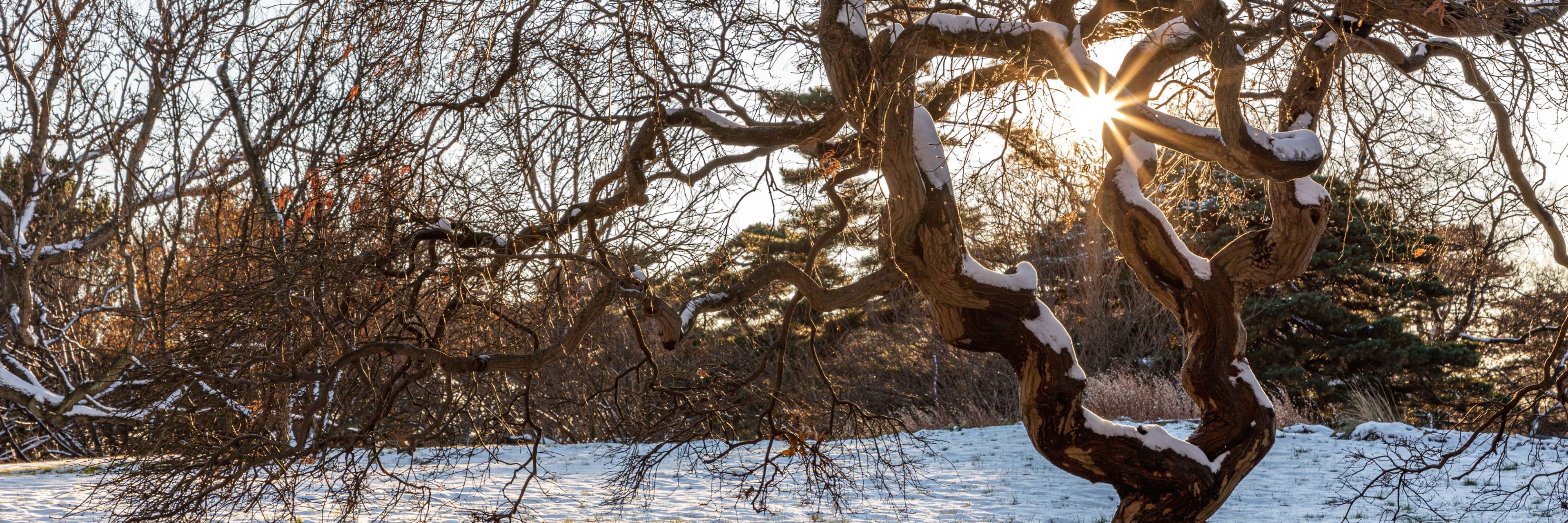 Maple Collection | New York Botanical Garden