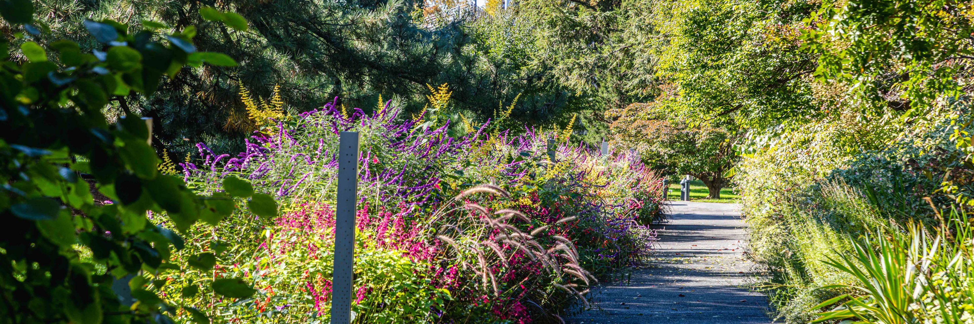 Ladies' Border | New York Botanical Garden