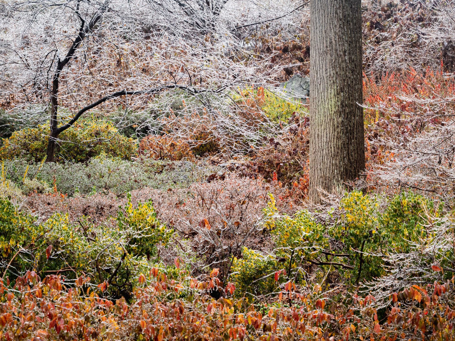 Azalea Garden | New York Botanical Garden