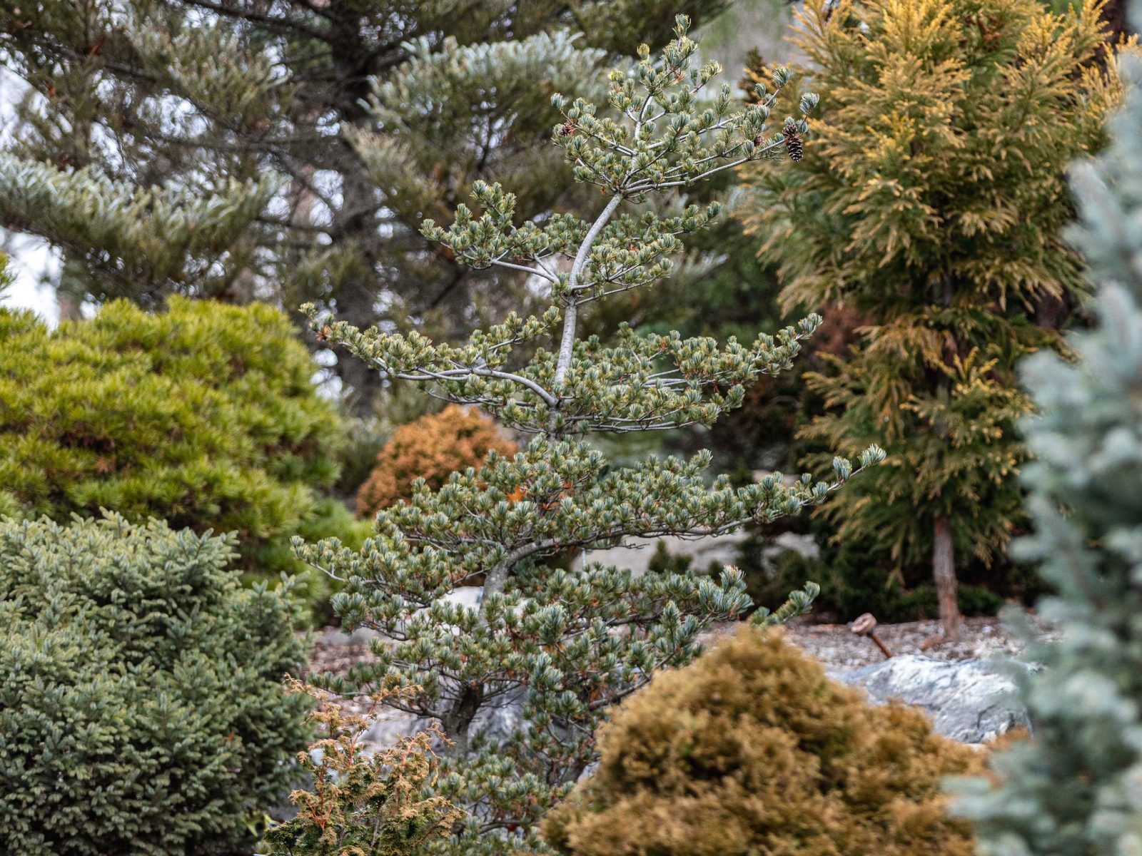 Ornamental Conifers » New York Botanical Garden