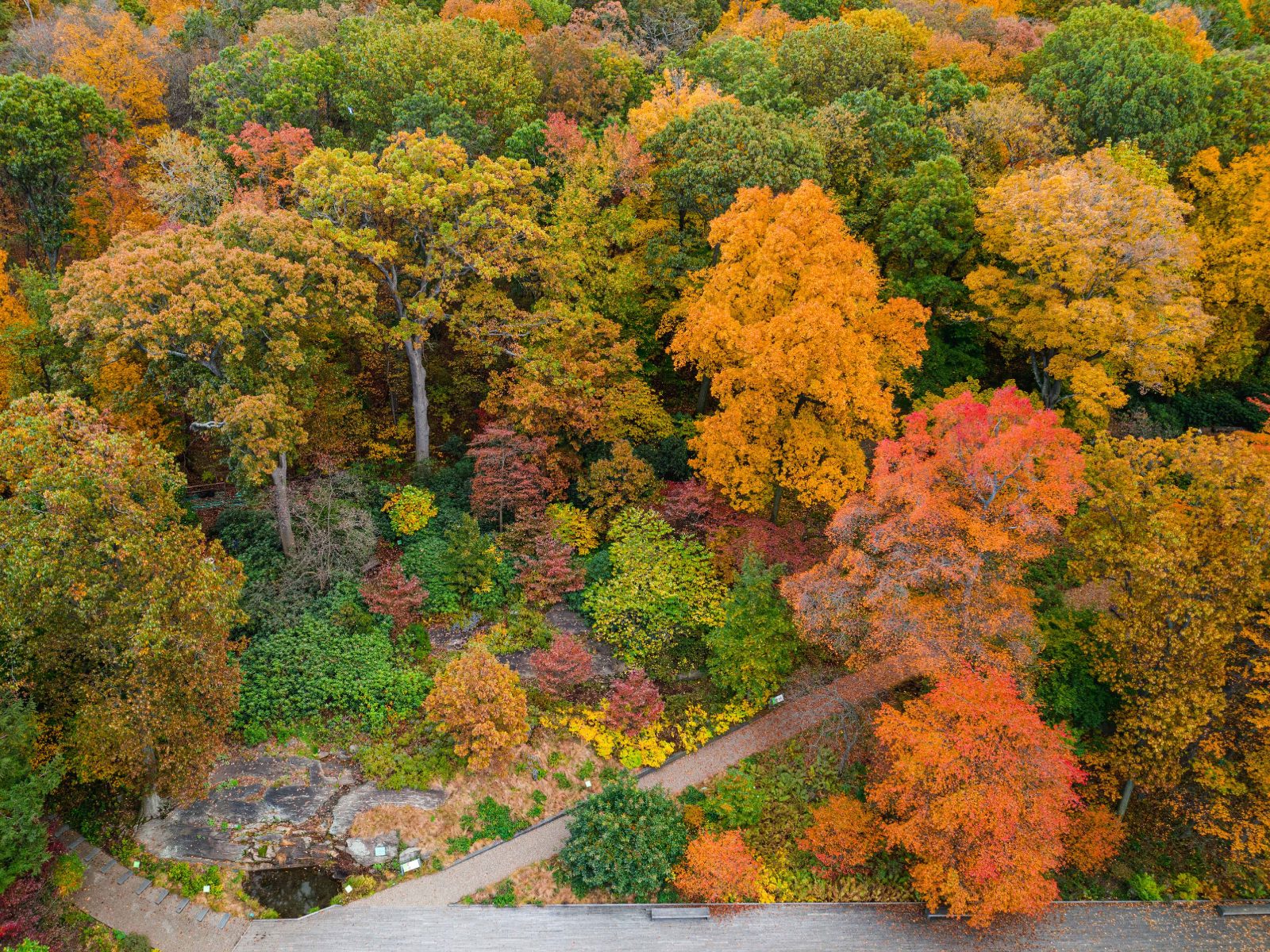 Native Plant Garden » New York Botanical Garden