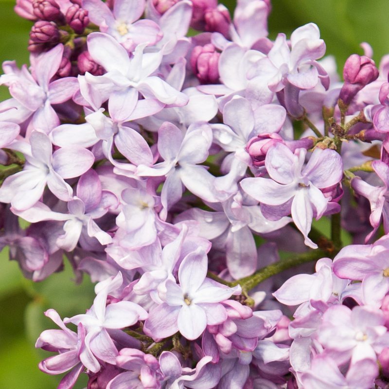 Lilac Diversity | New York Botanical Garden