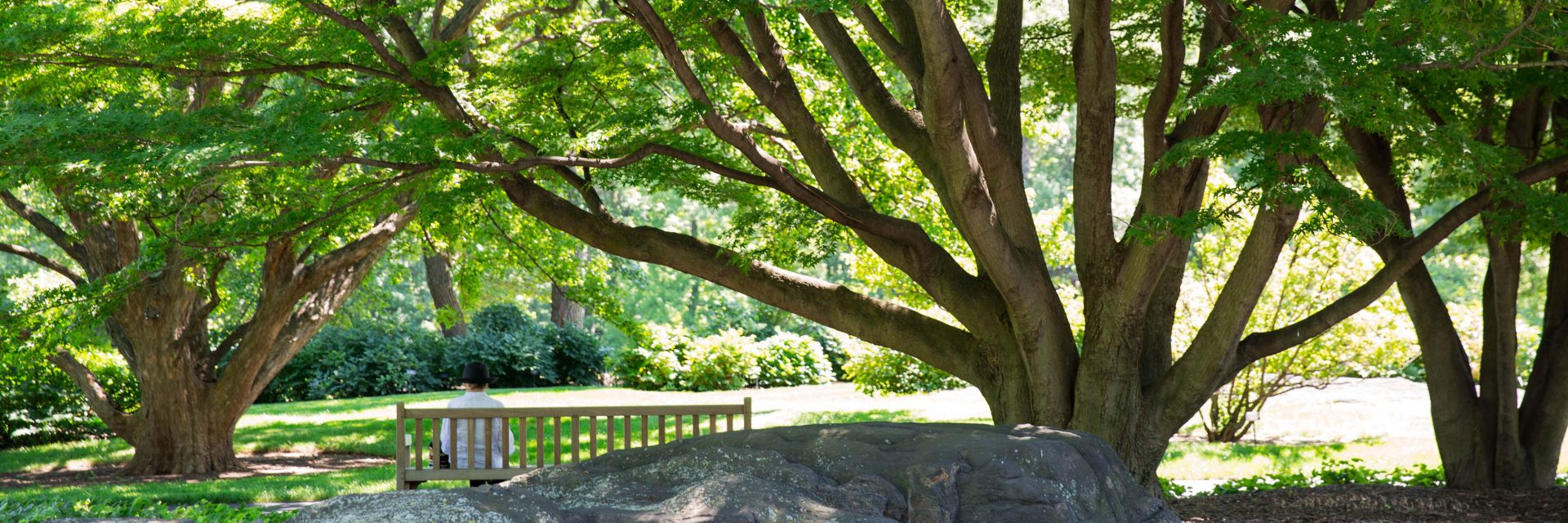 Maple Collection | New York Botanical Garden