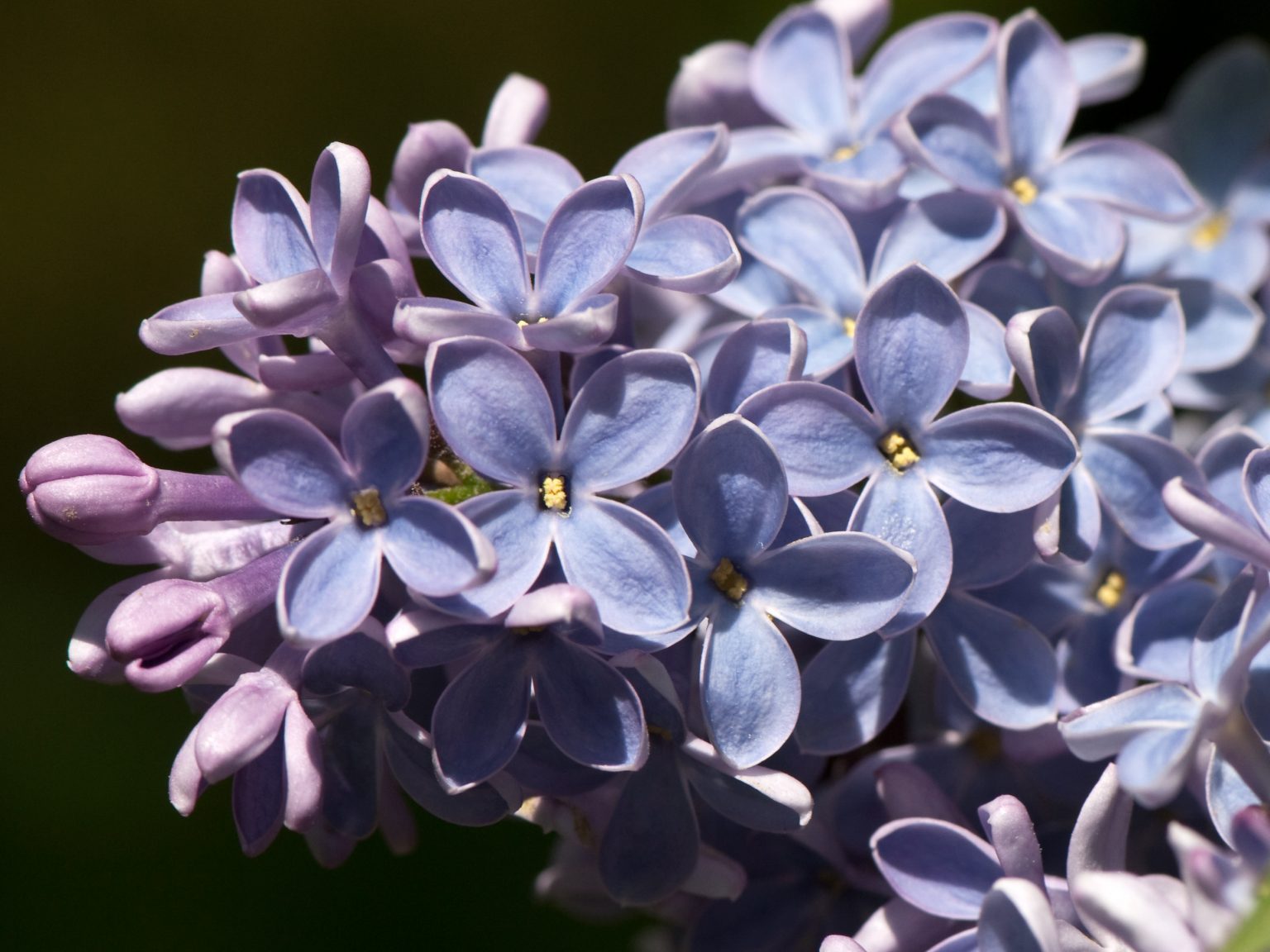 Growing Lilacs | New York Botanical Garden