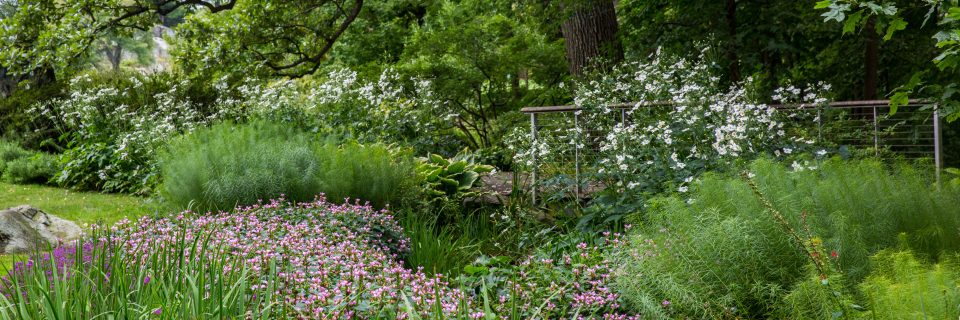 Azalea Garden » New York Botanical Garden