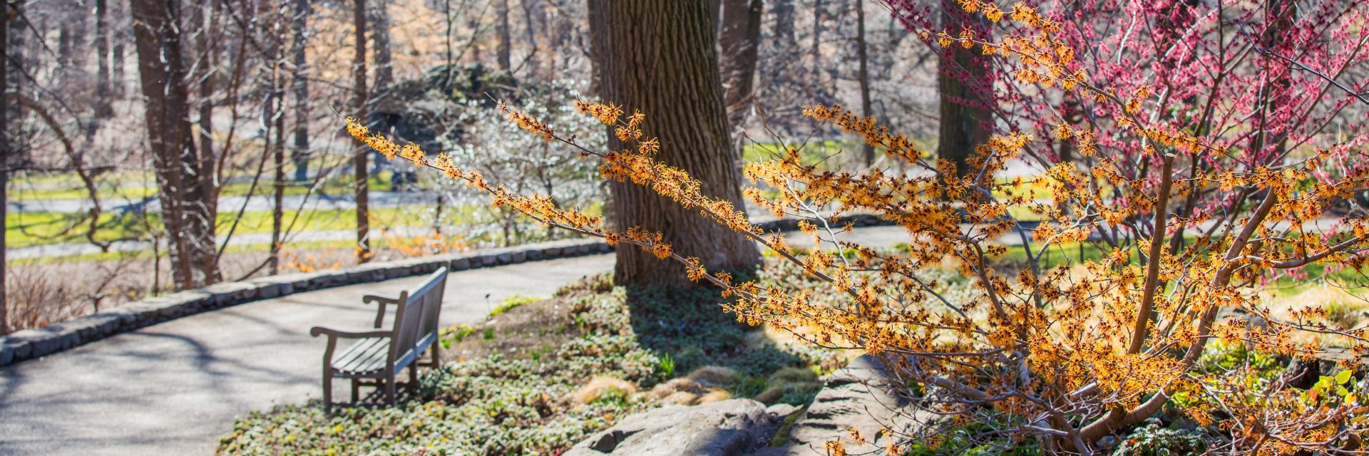 Azalea Garden | New York Botanical Garden
