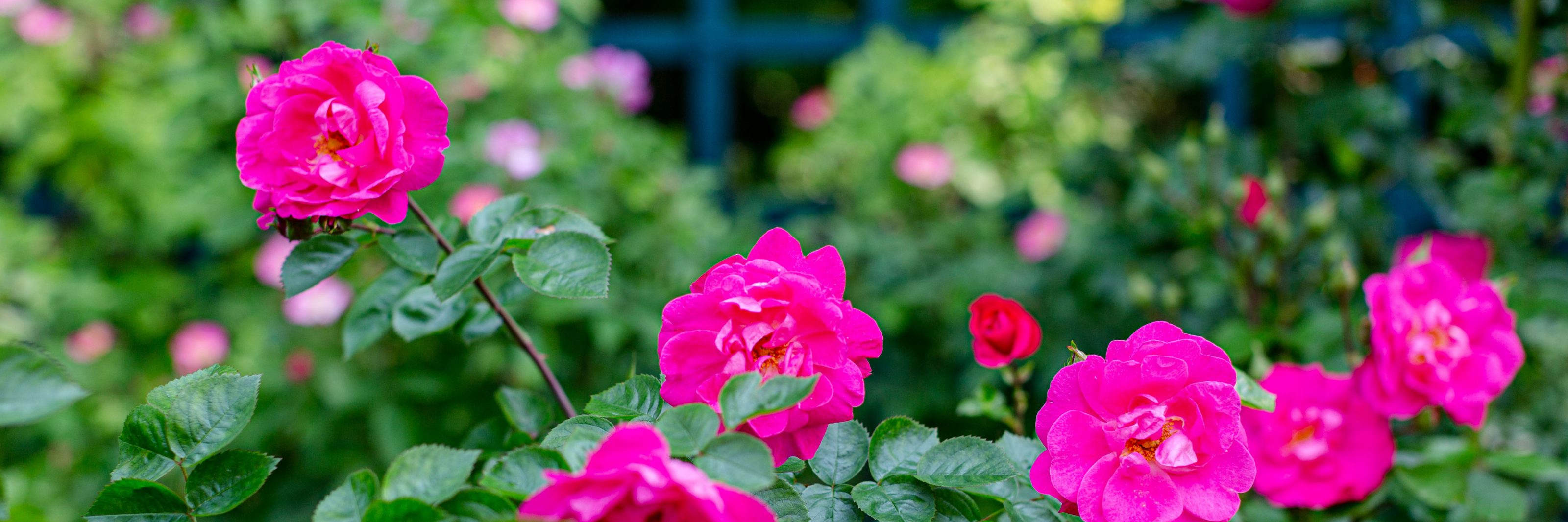 Rose Garden | New York Botanical Garden