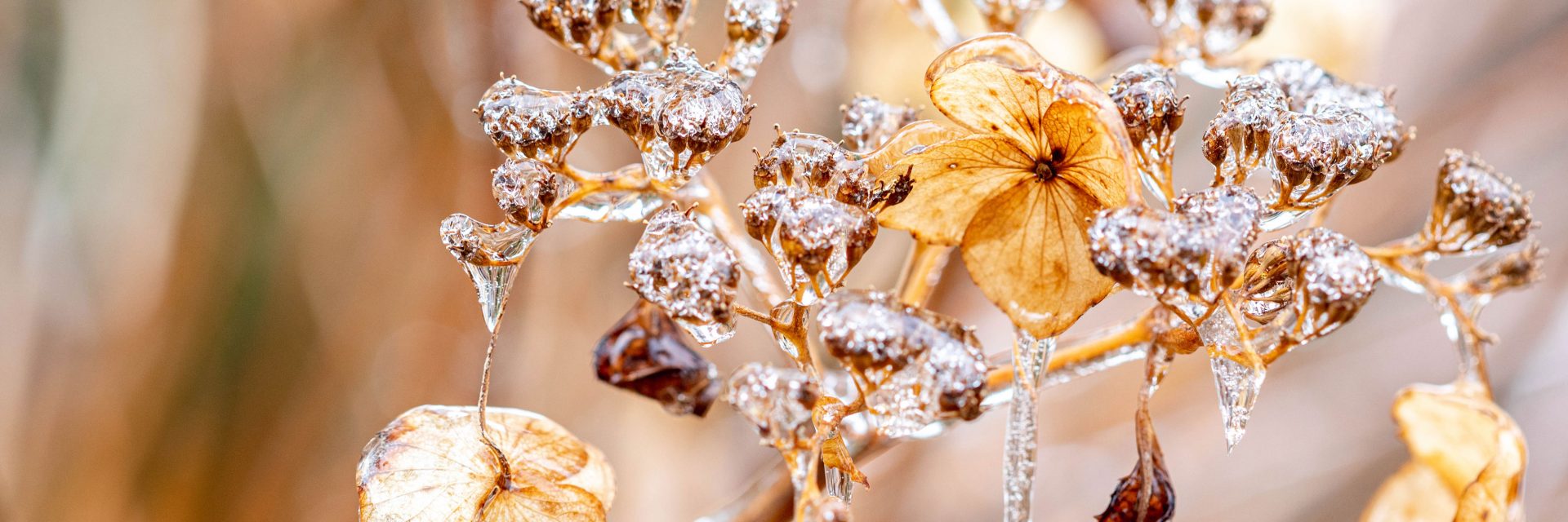 Seasonal Walk | New York Botanical Garden