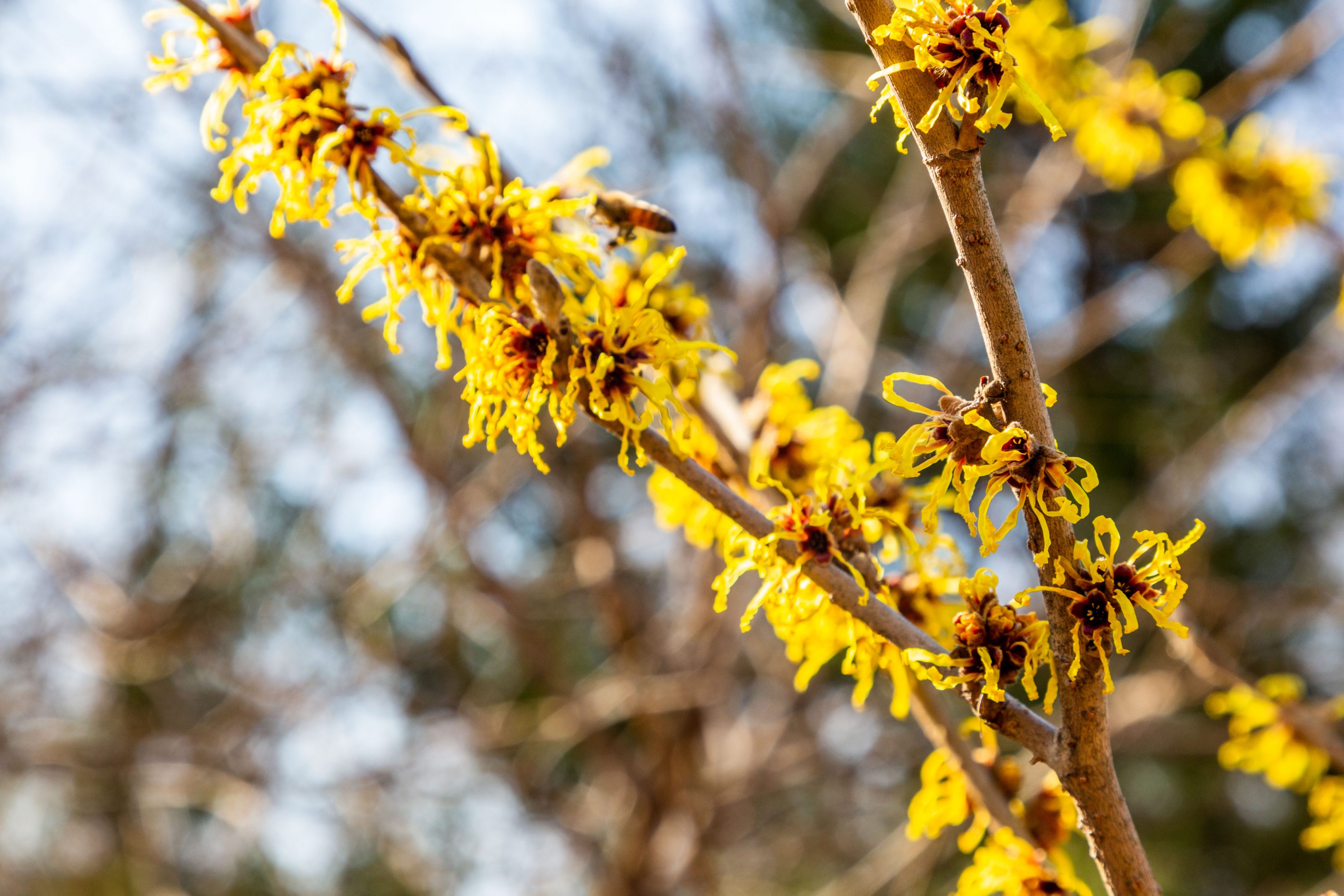Witch-Hazels | New York Botanical Garden