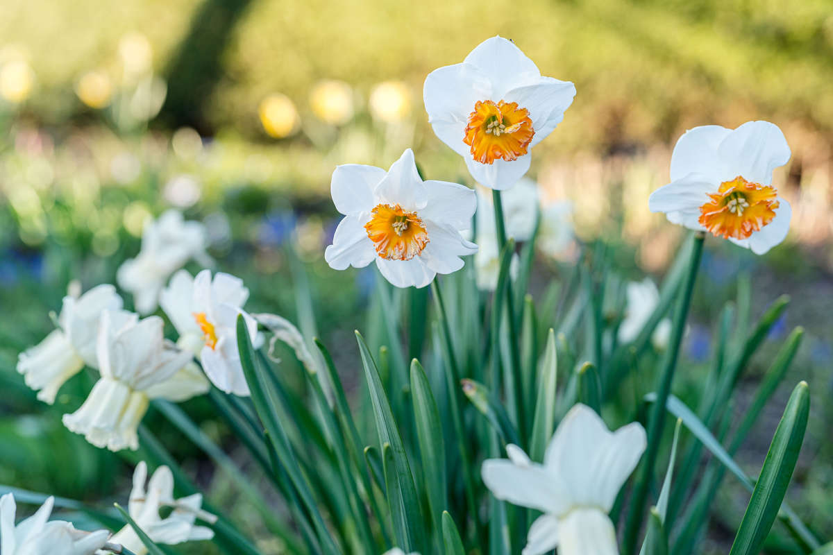 Celebrate Spring Gala Journal | New York Botanical Garden