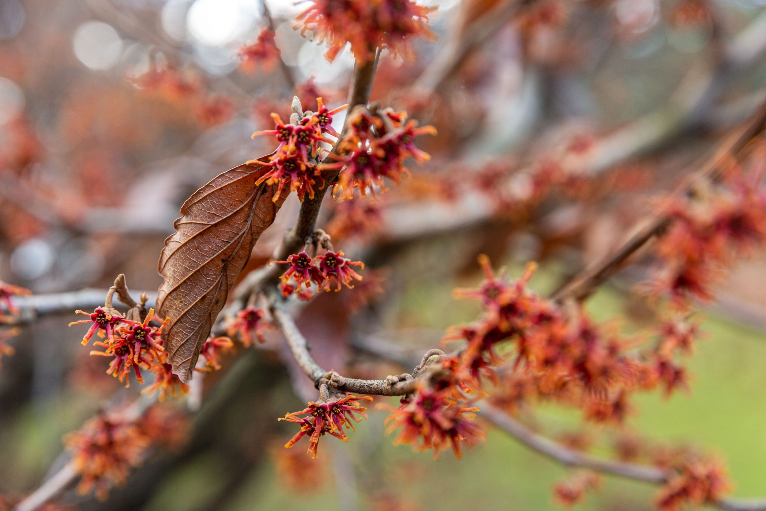 Witch-Hazels | New York Botanical Garden