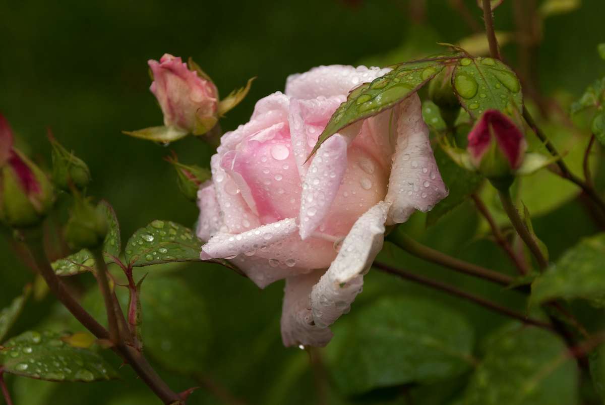 Diversity of Roses | New York Botanical Garden