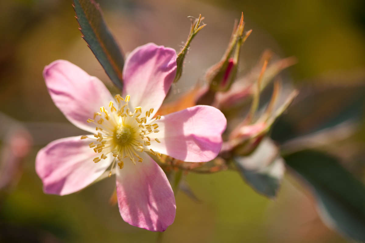 Diversity of Roses | New York Botanical Garden