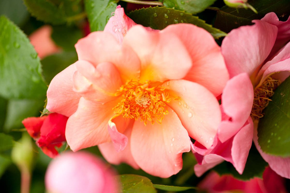 Diversity of Roses | New York Botanical Garden