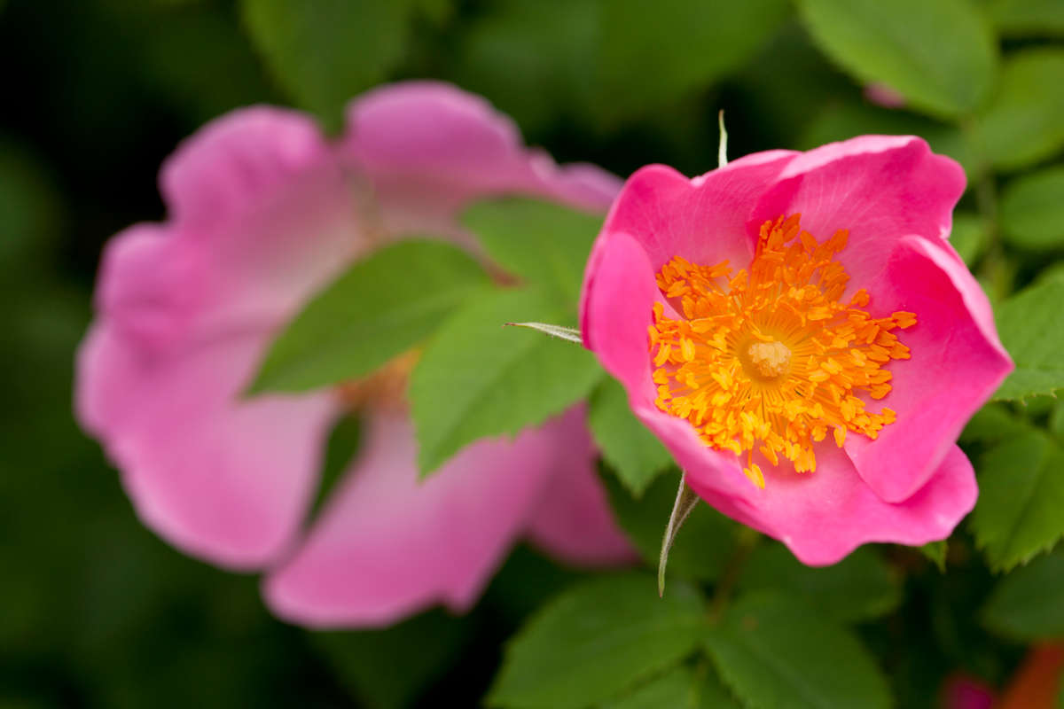 Diversity of Roses | New York Botanical Garden