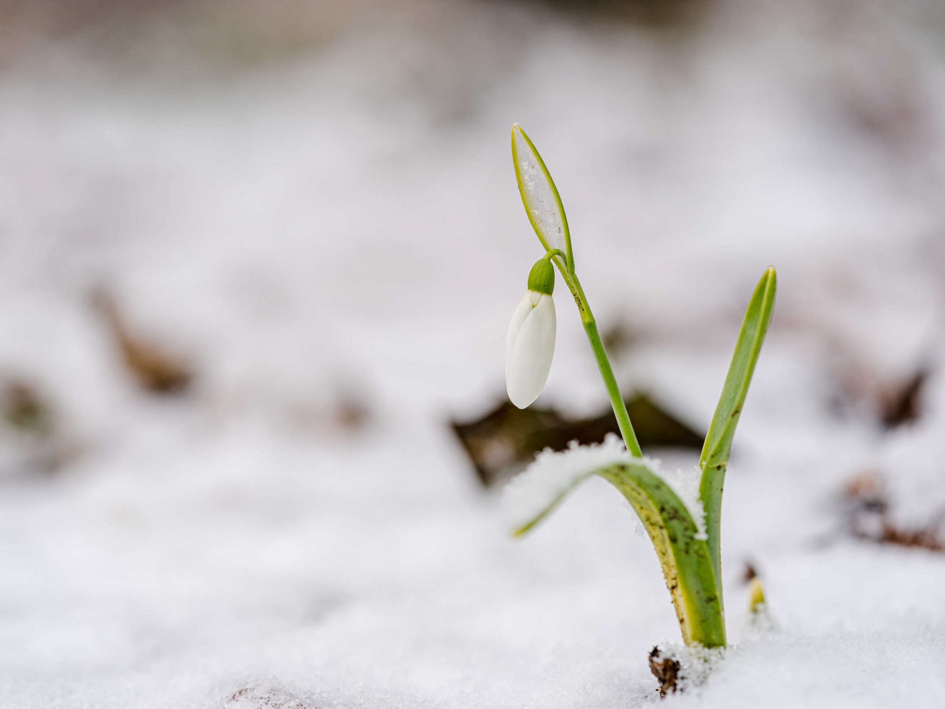 Snowdrops | New York Botanical Garden