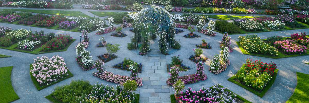 Diversity of Roses | New York Botanical Garden