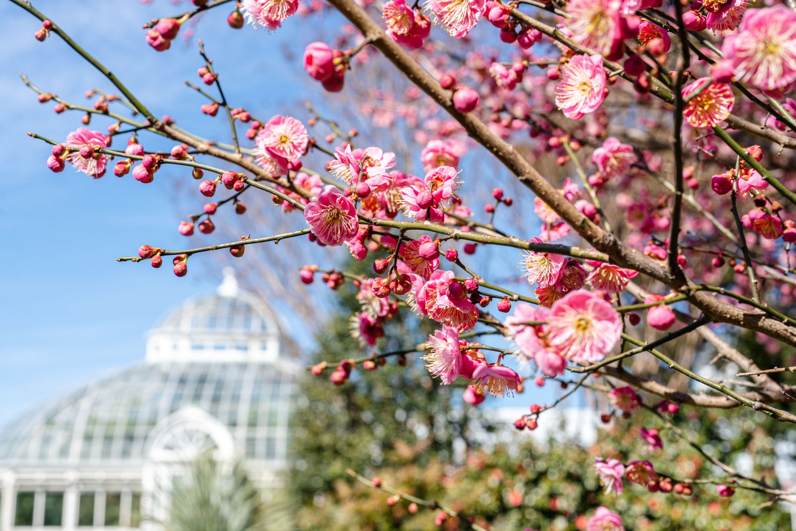 Celebrate Spring Gala Journal | New York Botanical Garden