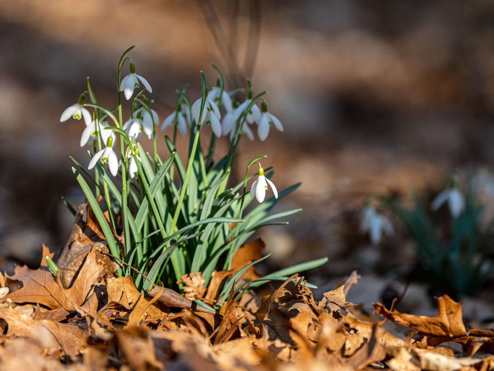 Snowdrops | New York Botanical Garden