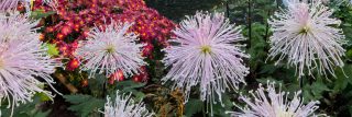 Kiku Tour | New York Botanical Garden