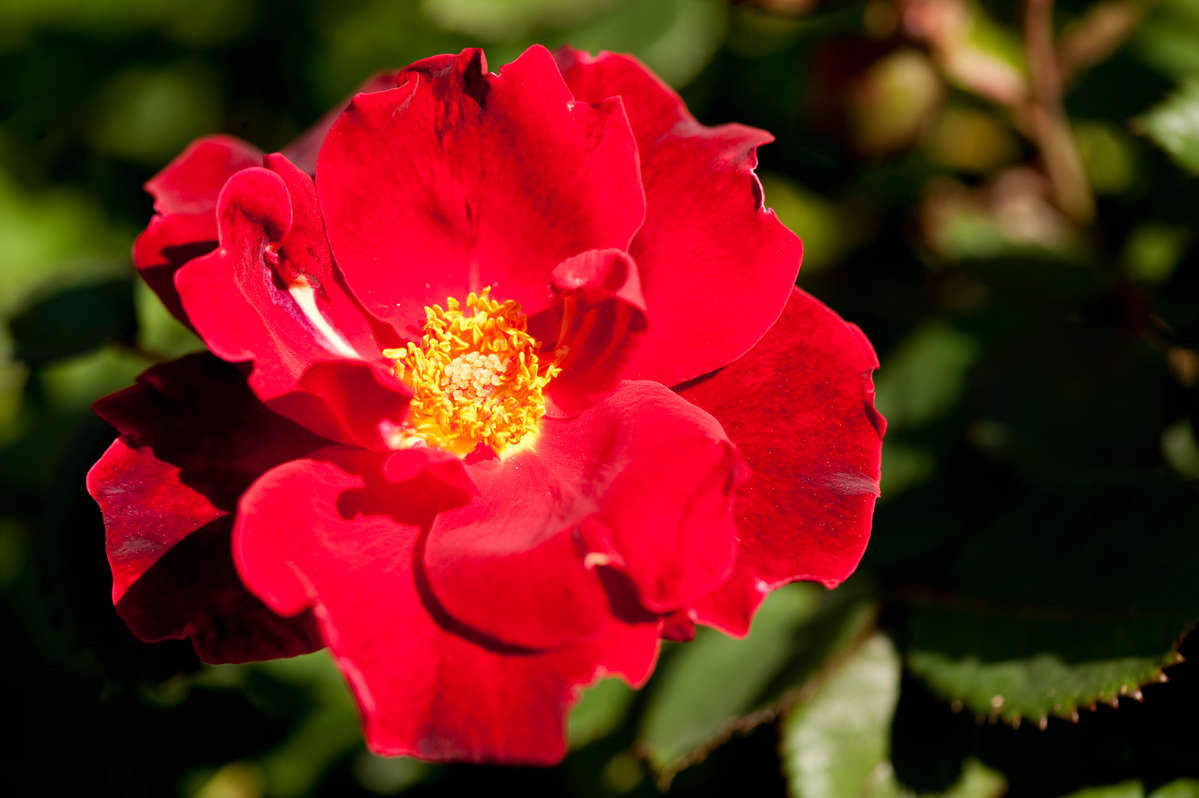 Diversity of Roses | New York Botanical Garden