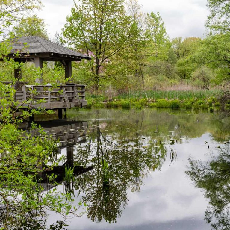 Wetland Ecosystems | New York Botanical Garden