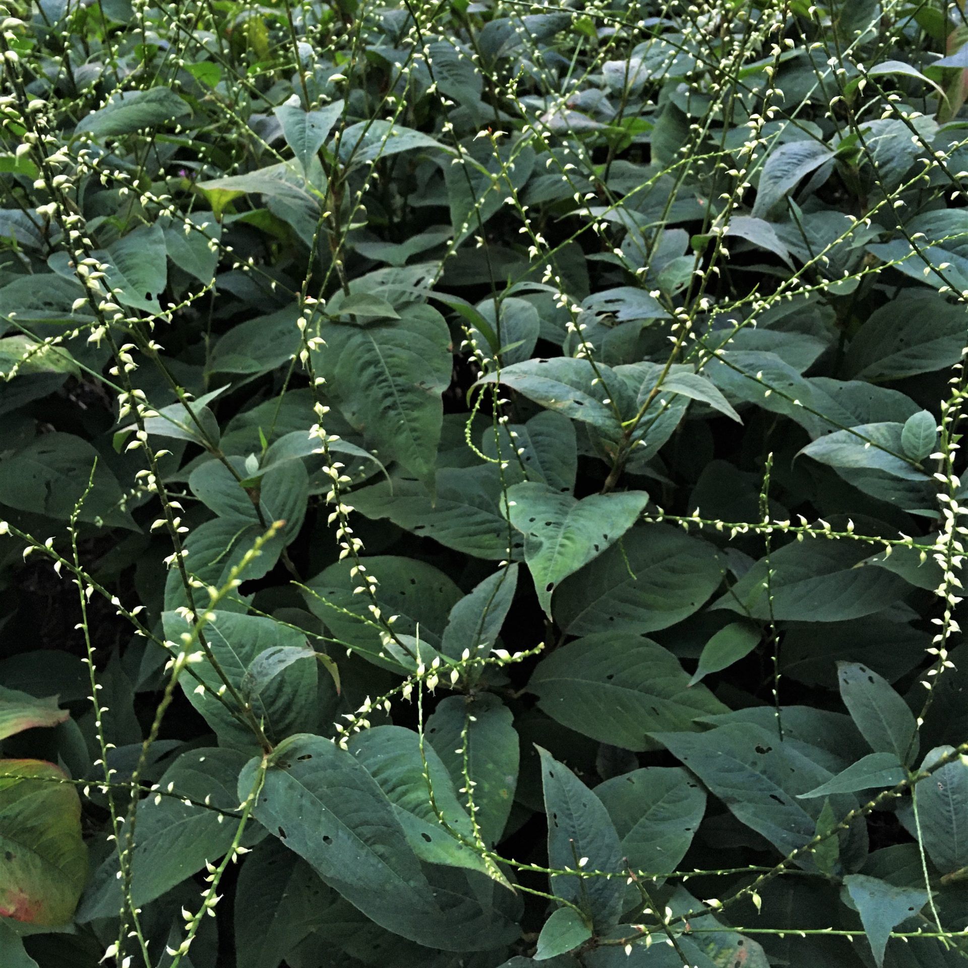 EcoQuest Challenge Archive 2020 | New York Botanical Garden
