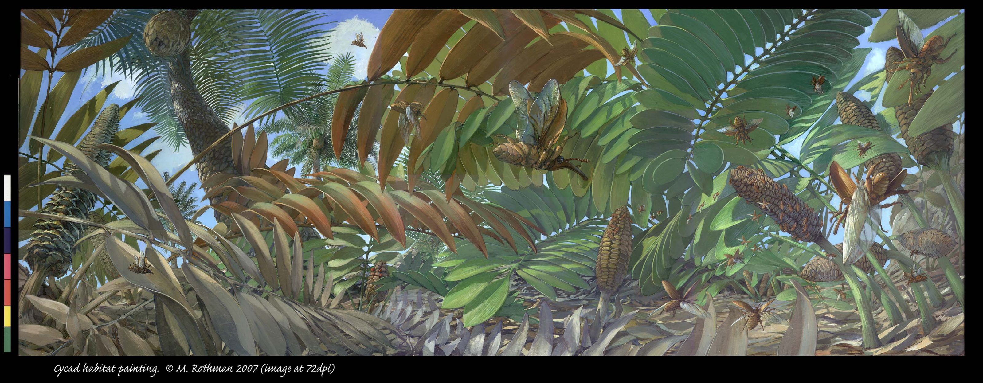 Cycads: From Field Biology to Neurobiology, a Botanical Journey | New ...