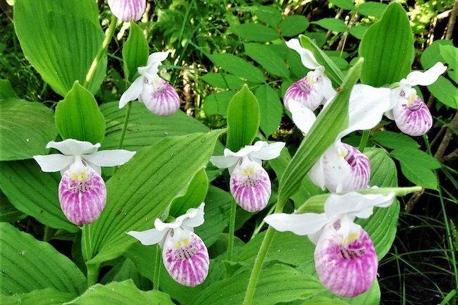 Conserving the Rare Plants of New York » New York Botanical Garden