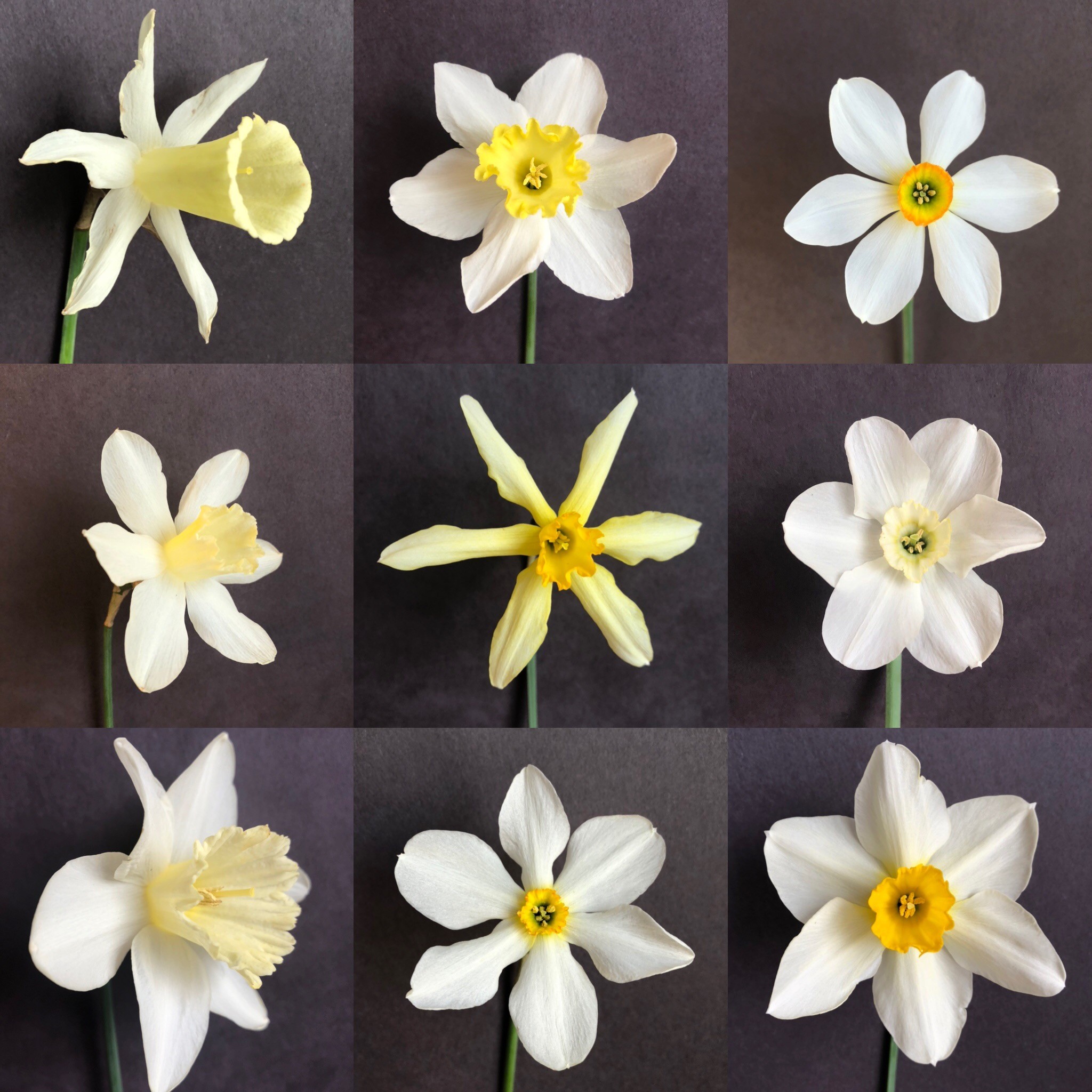 Uncovering Historic Daffodils at The New York Botanical Garden | New ...