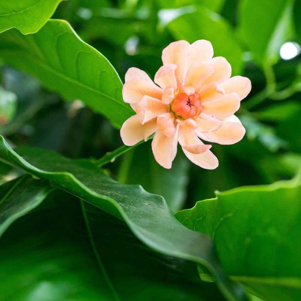 A Dinosaur Blooms in the Conservatory | New York Botanical Garden