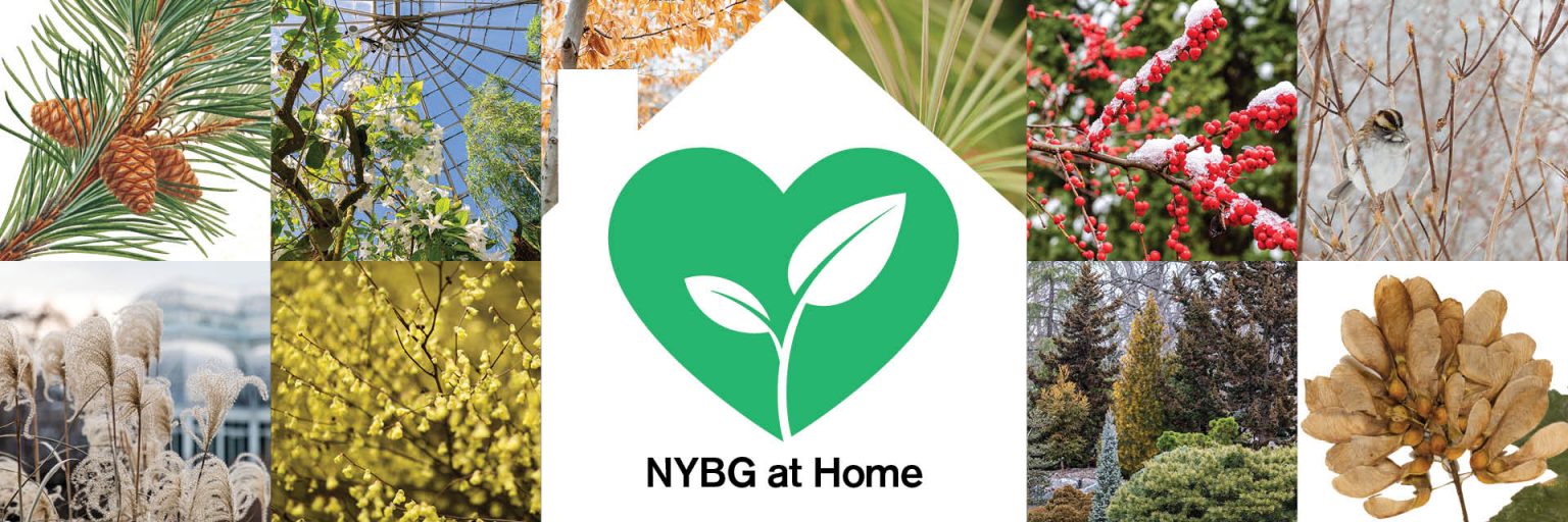 NYBG at Home | New York Botanical Garden
