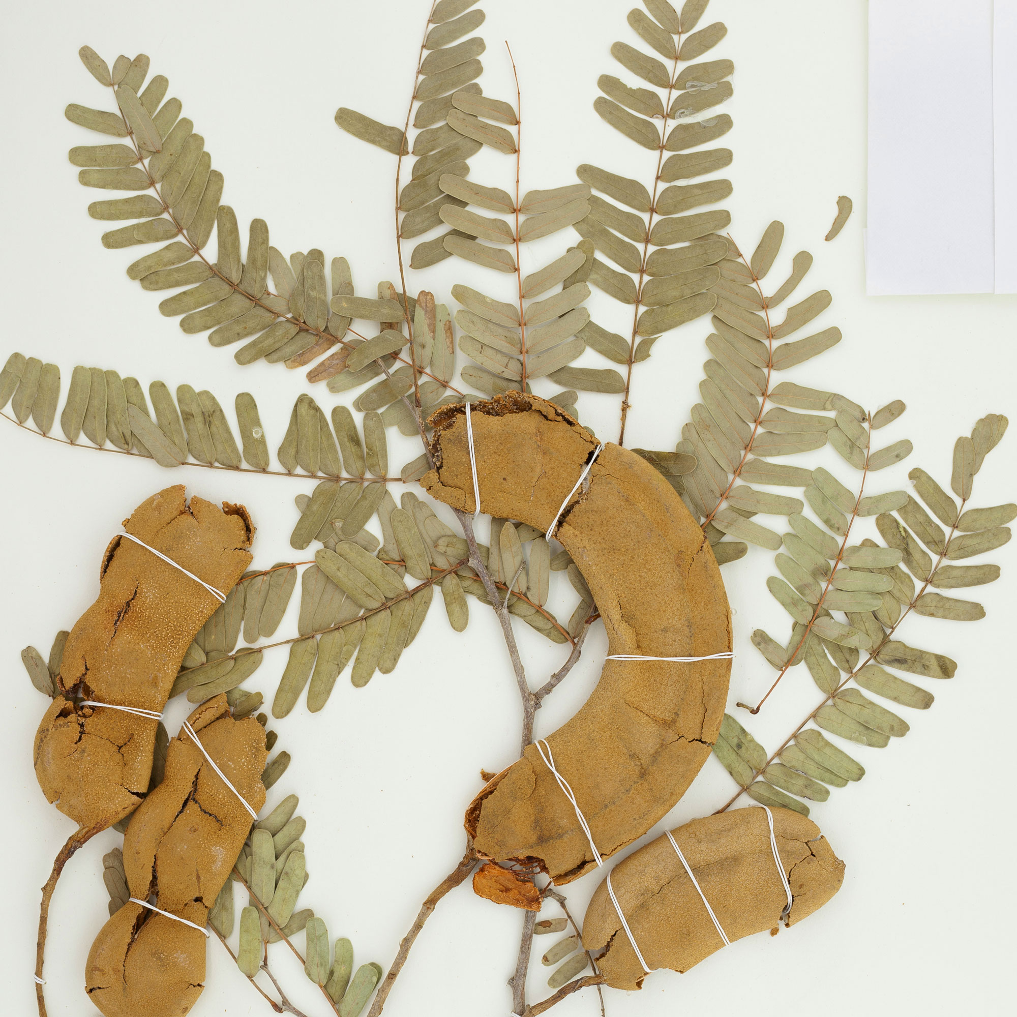 Black History Month | New York Botanical Garden