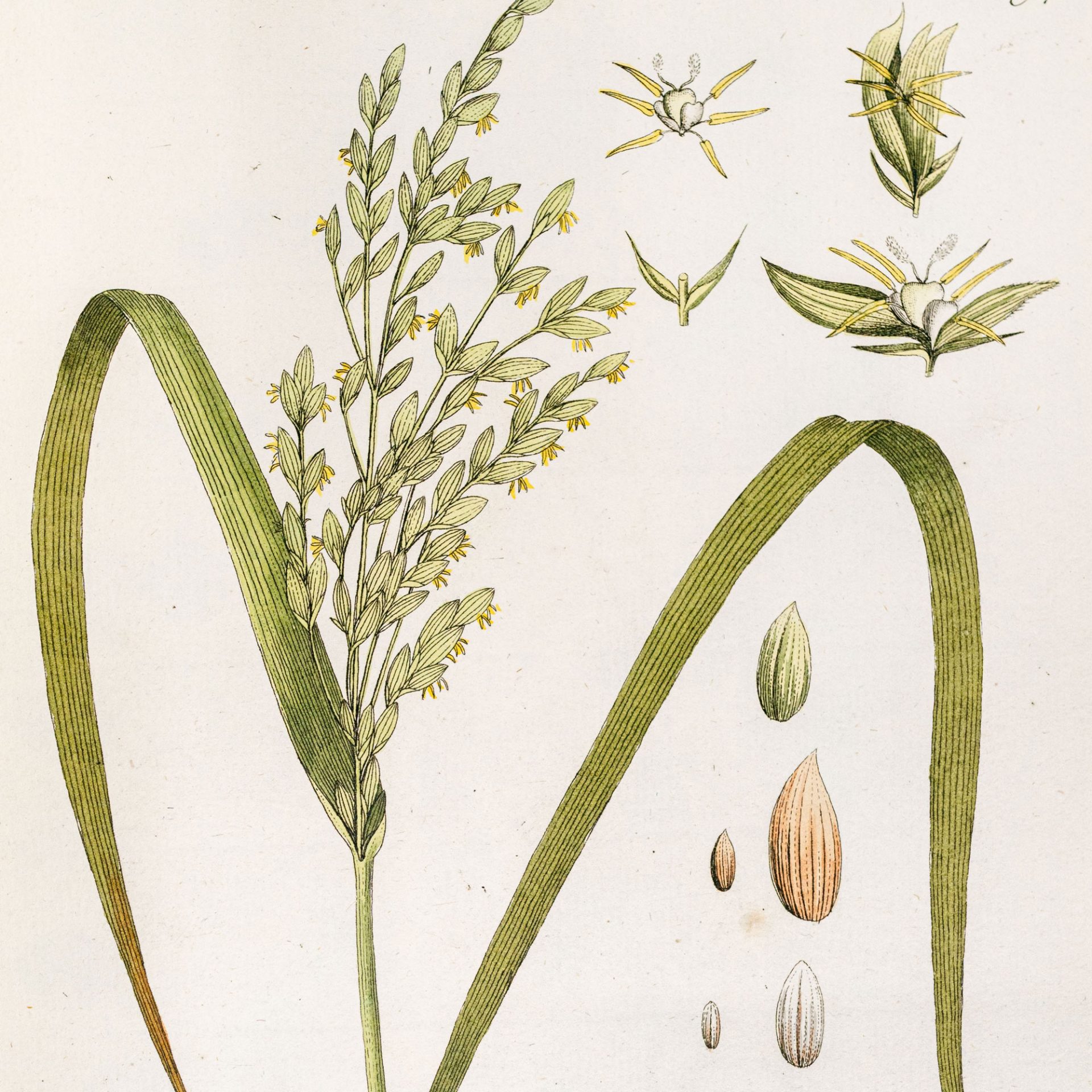 Black Botany: The Nature of Black Experience | New York Botanical Garden
