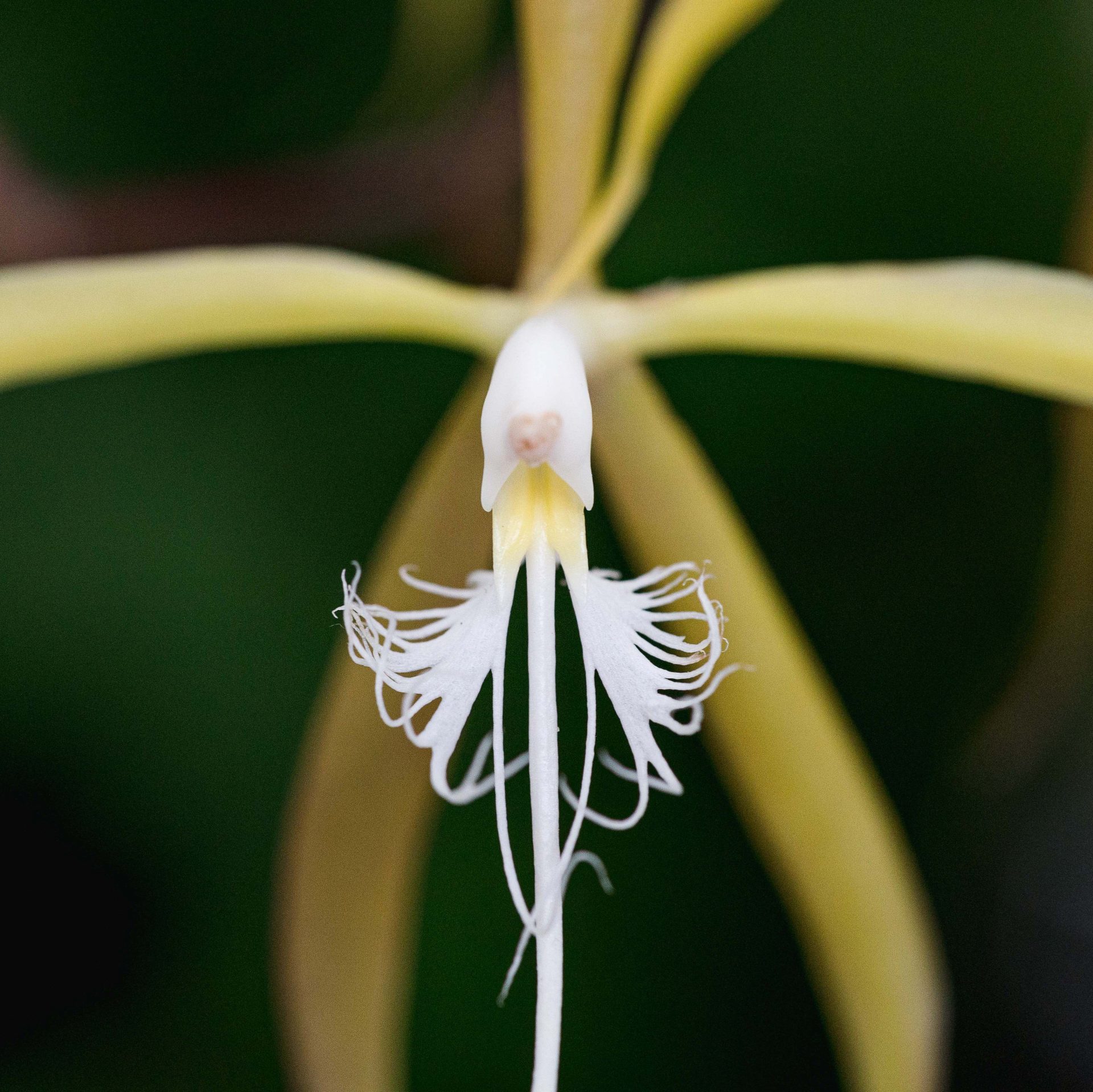 Orchid Close-Ups Image Gallery | New York Botanical Garden