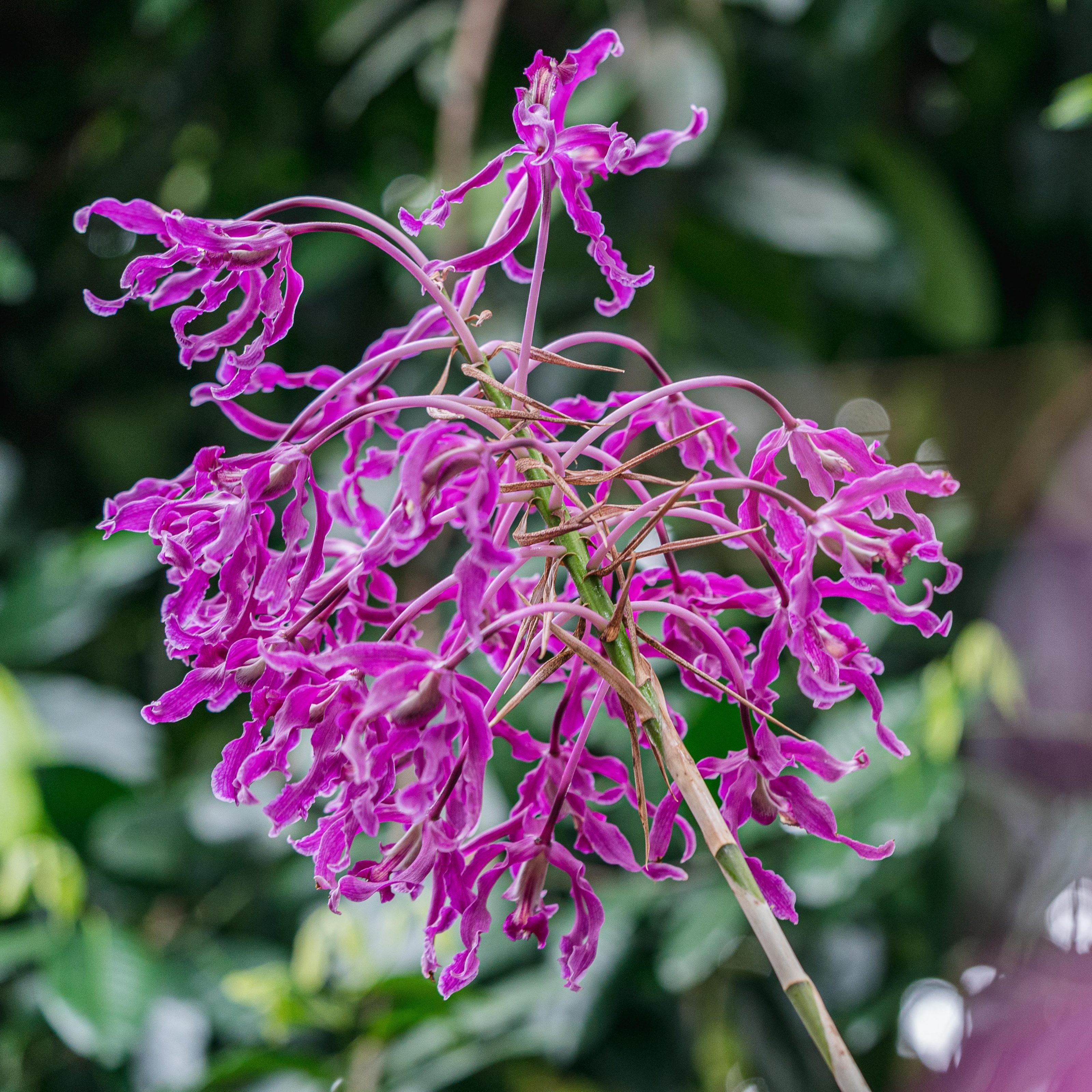 Orchid Close-Ups Image Gallery | New York Botanical Garden